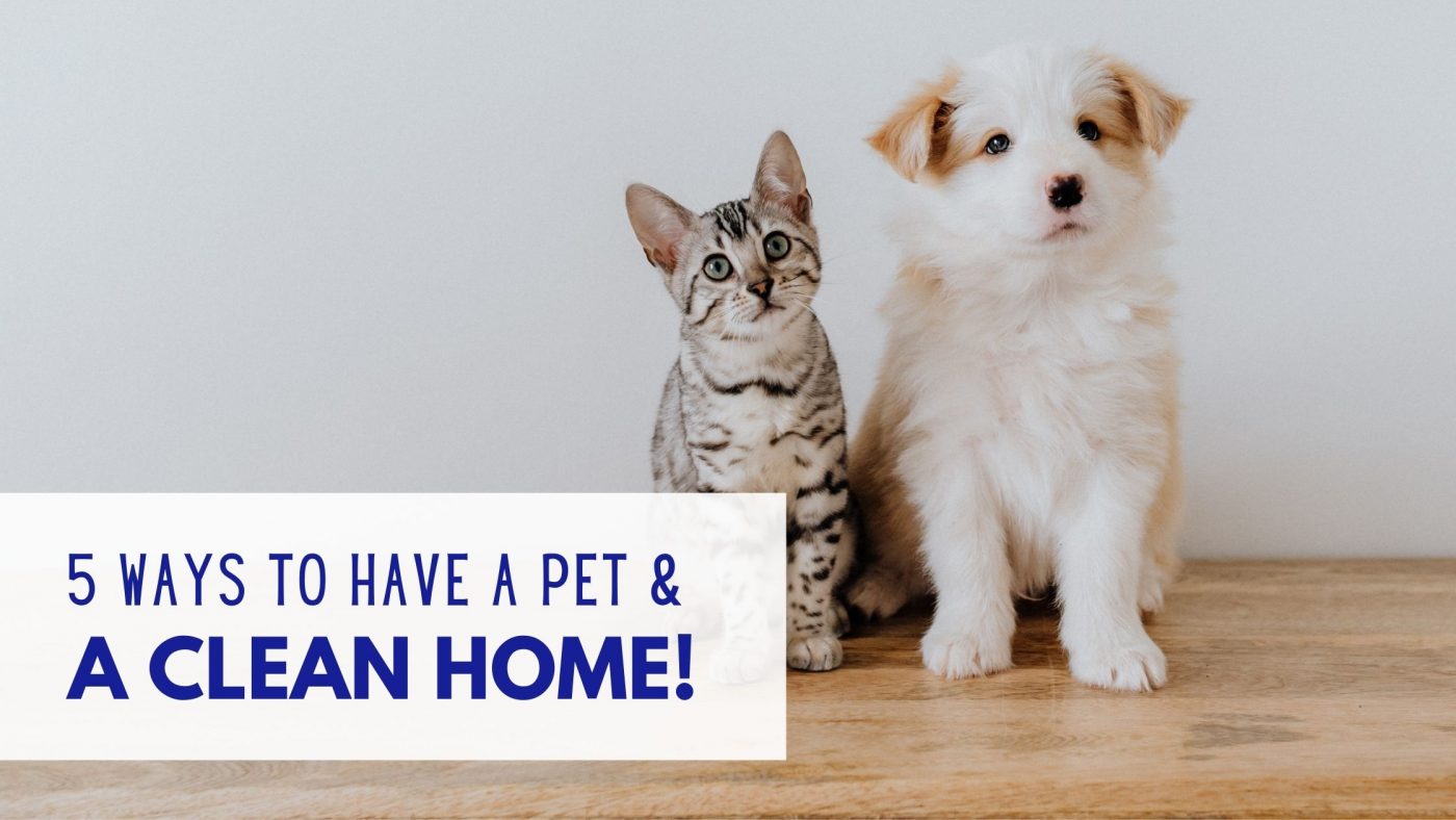 5 Ways to Have A Pet AND A Clean Home - Shannons HVAC